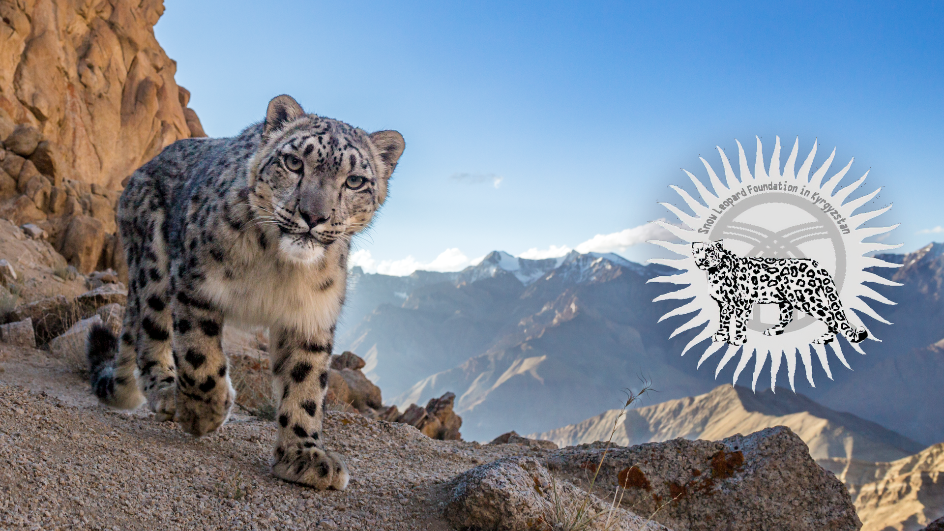 UWW Partners With Snow Leopard Foundation in Kyrgyzstan